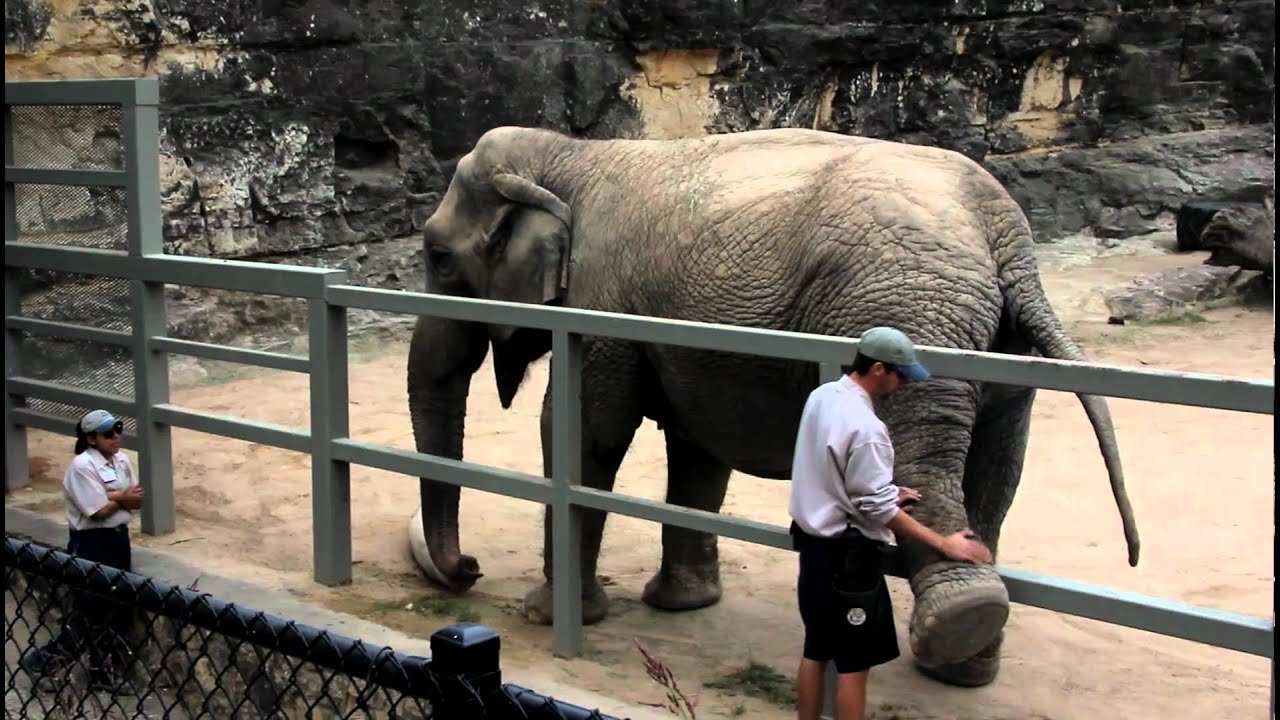 Elephant and Zookeeper - YouTube