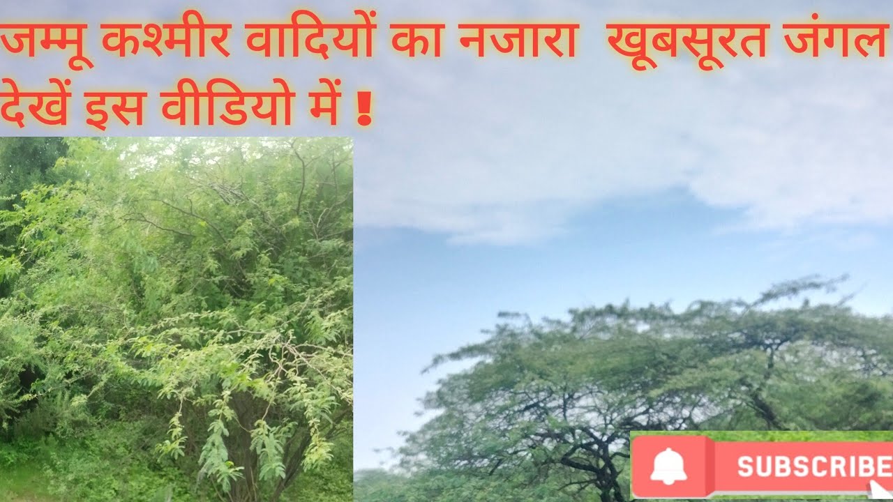 Beautiful forest 🌲🌲 trees jammu kashmir Full video youtube vlog ️ ️🌳🌳# ...