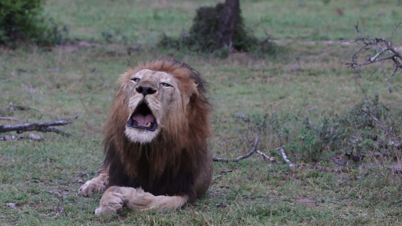 Male lion calls for his coalition partners - YouTube