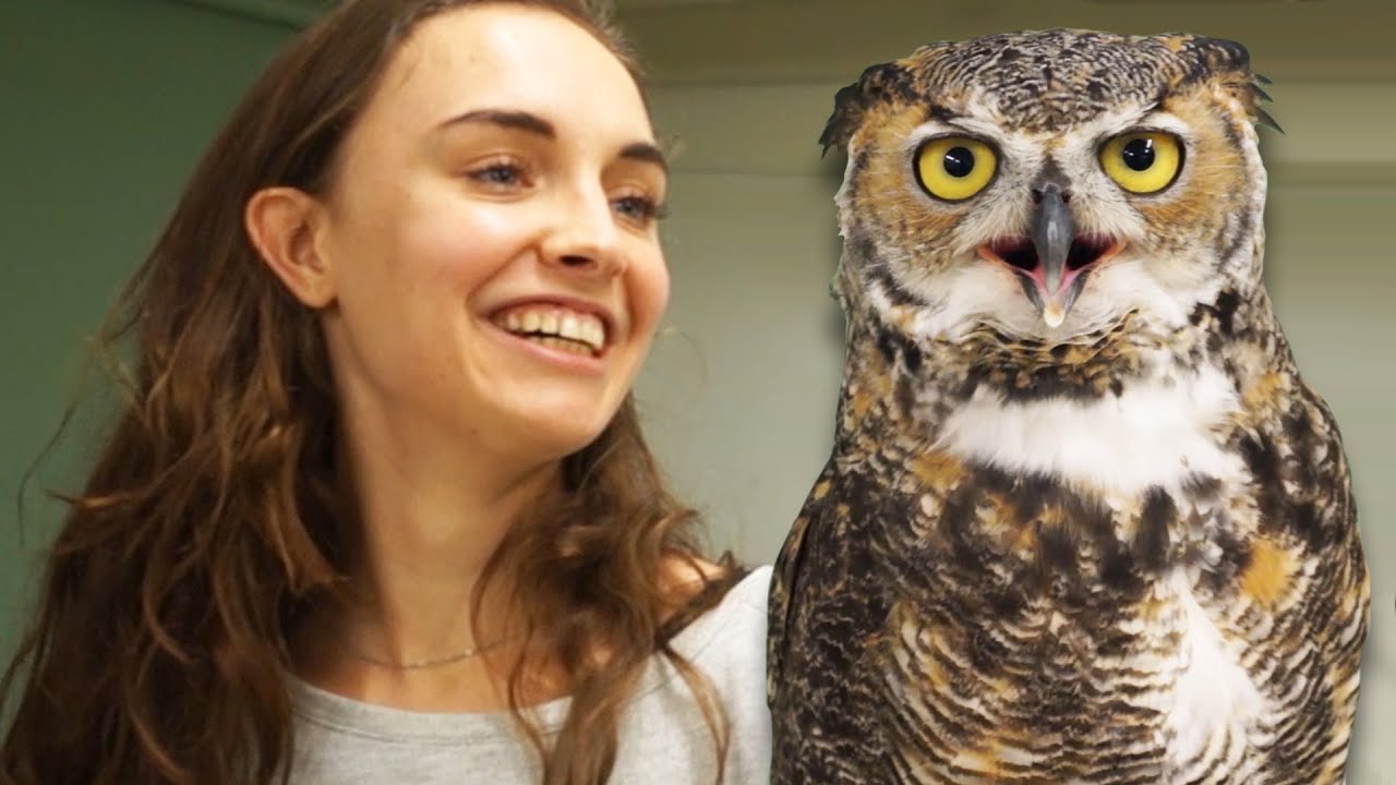 Weird Owl & Bird Cafe in Tokyo (Watch this before you go) - YouTube