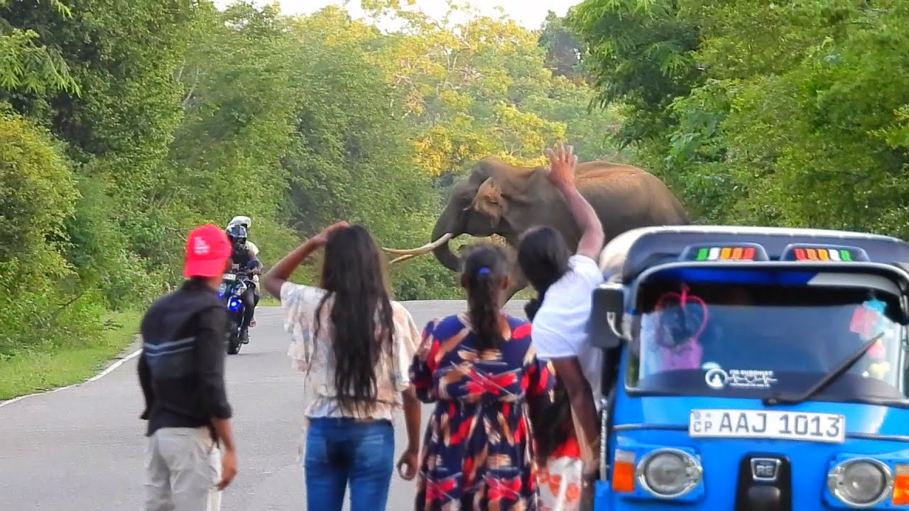 "Daring Encounter: Elephant's Fearful Dash Across the Road 🐘" - YouTube