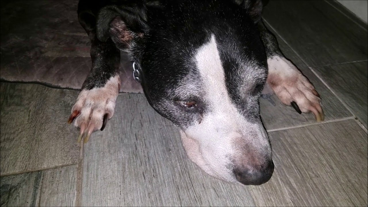 The American Savior's Dog Name Mishca (Misha) Is Leaving This Channel ...