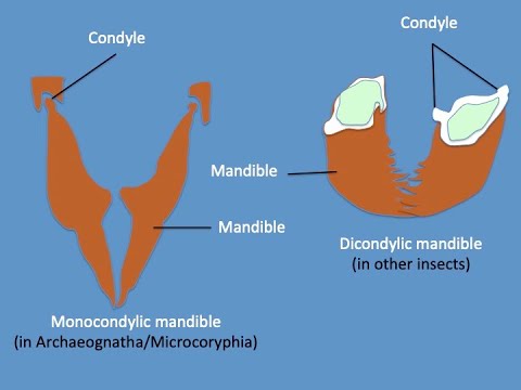 Classification of Insects Part II Apterygota - YouTube