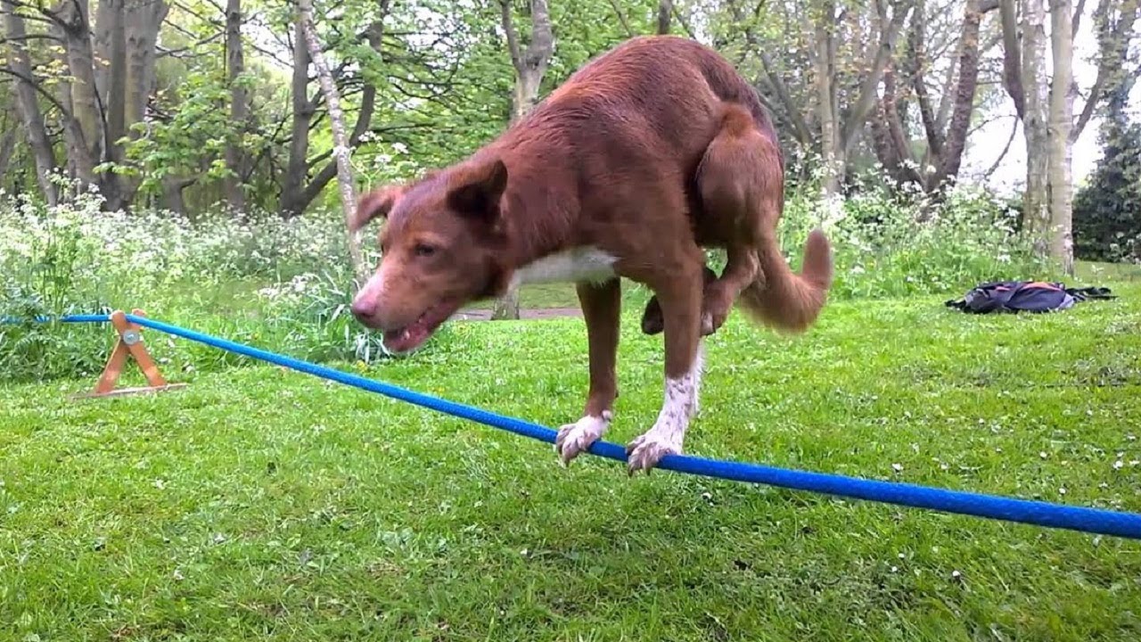 10 Best Trained & Disciplined Dogs in the World - YouTube