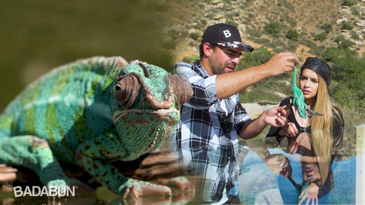 Badabun Salvaje: Ep 3 | El increíble poder de los camaleones - YouTube