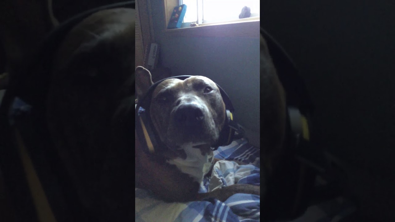 Gaming Doggo - YouTube