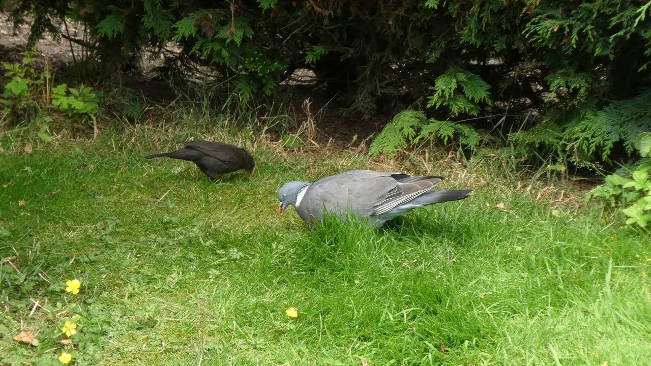 Birds Lawn Cottage Garden Scone Perth Perthshire Scotland - YouTube