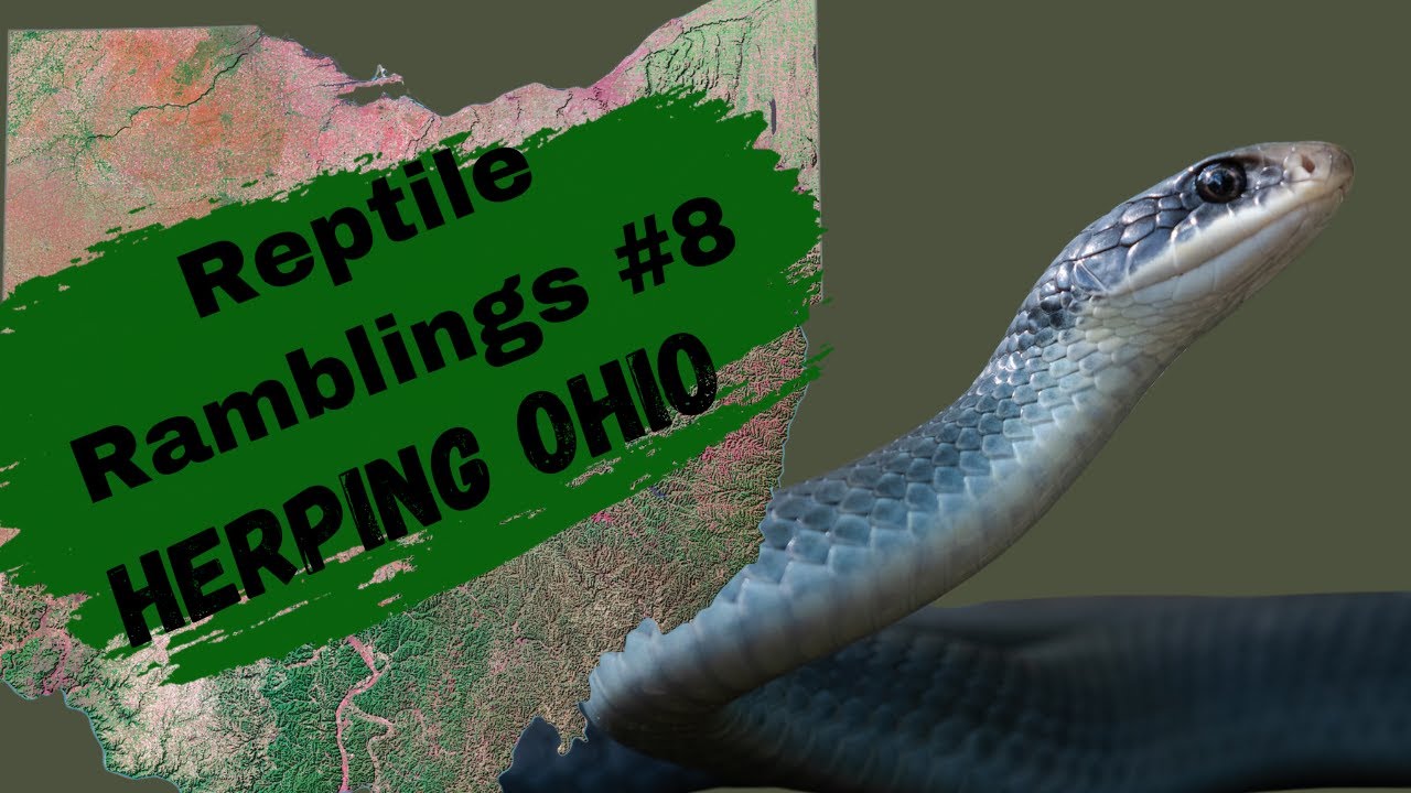 Reptile Rambling #8: Herps of Ohio with @ohio_herps - YouTube