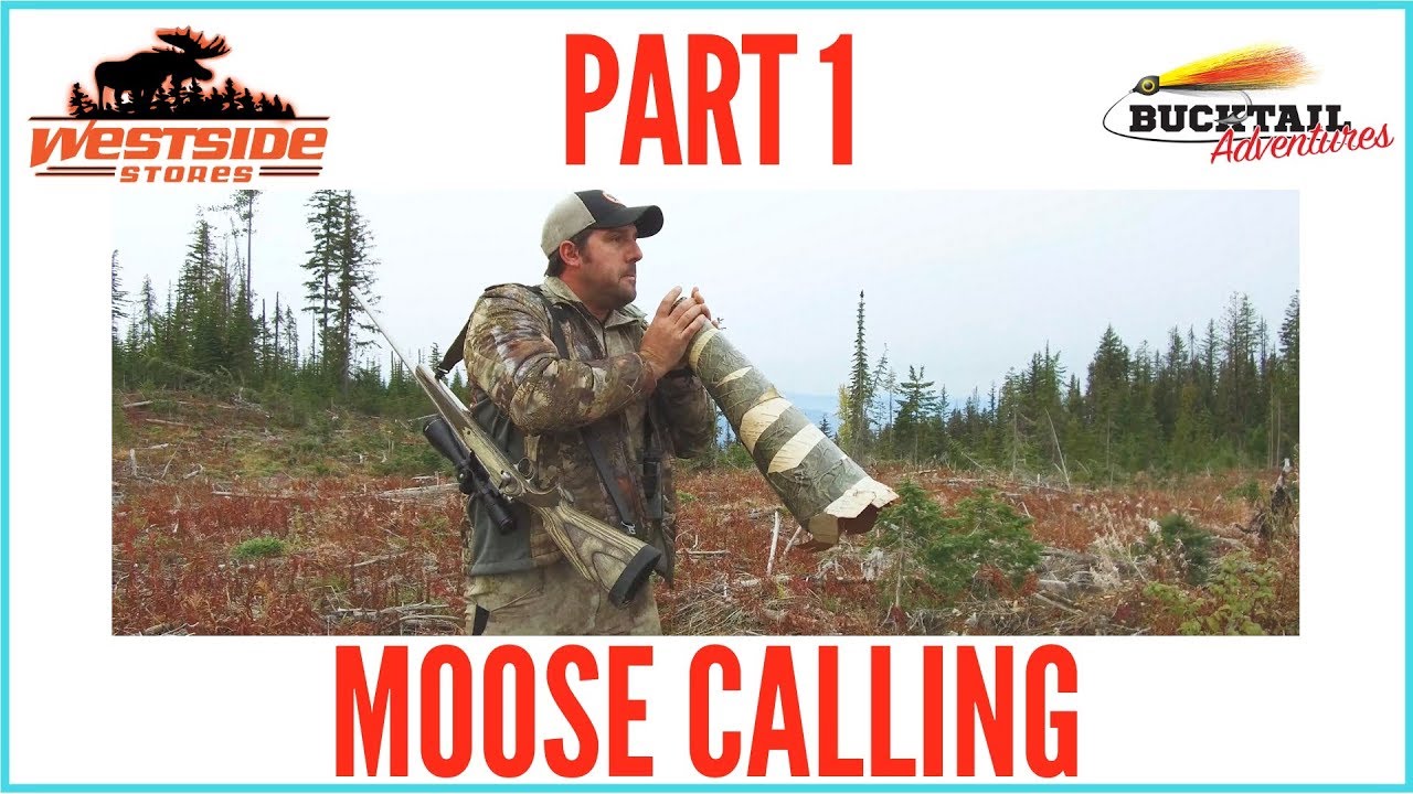 MOOSE CALLING (ANY BULL MOOSE) - PART 1 : 2018 - YouTube