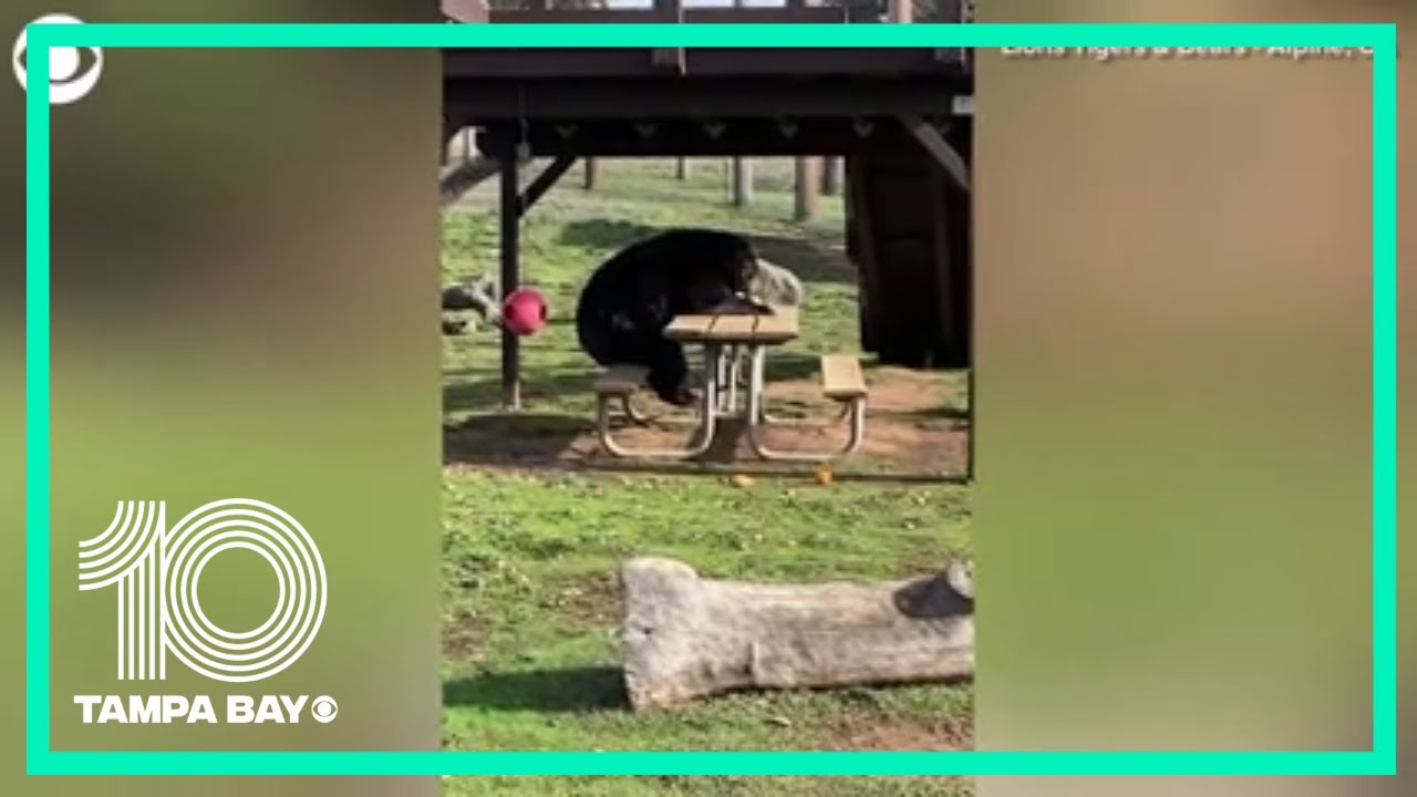 Watch this bear enjoying a snack at a picnic table - YouTube