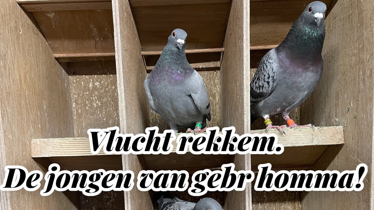 Lossing Rekkem | 1ste midfond | en de jongen van gebr Homma ...