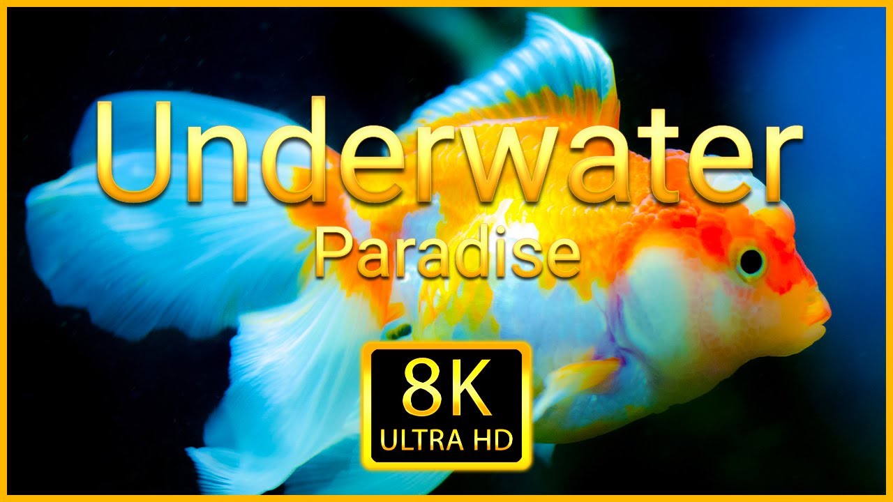Underwater Paradise 8K ULTRA HD - Video Collection of Amazing ...