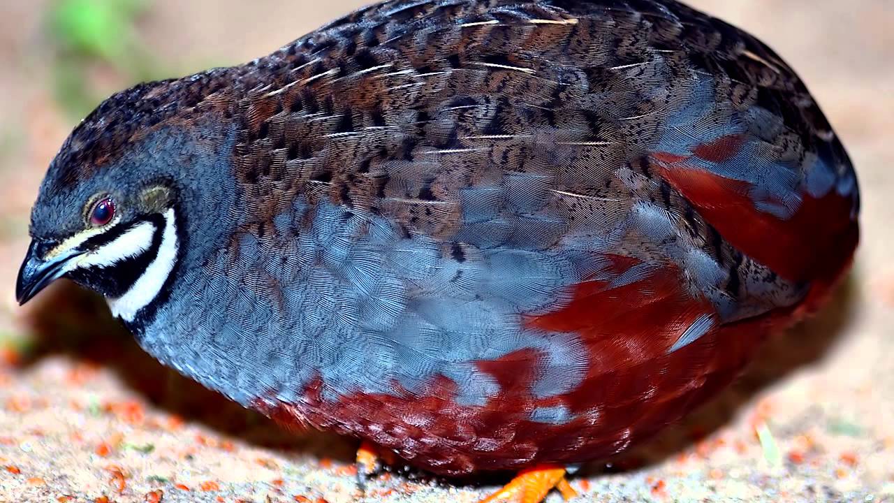 Release of Yellow Legged Button Quail - YouTube