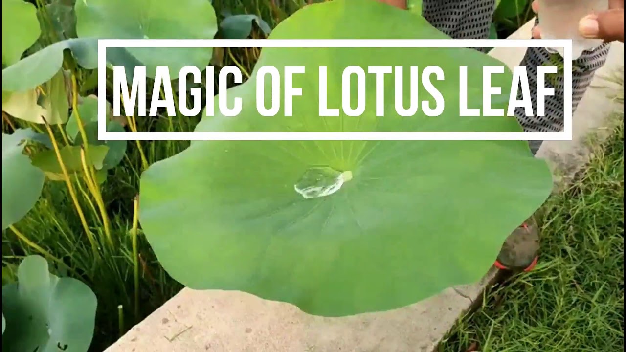 Science through my eyes ||Magic of Lotus leaf || DST-SERB and INSA ...