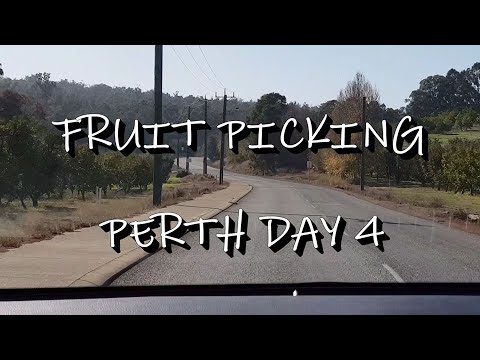 Fruit picking at The Fruit Corner, Perth | Flawsome Trip 2018 - YouTube