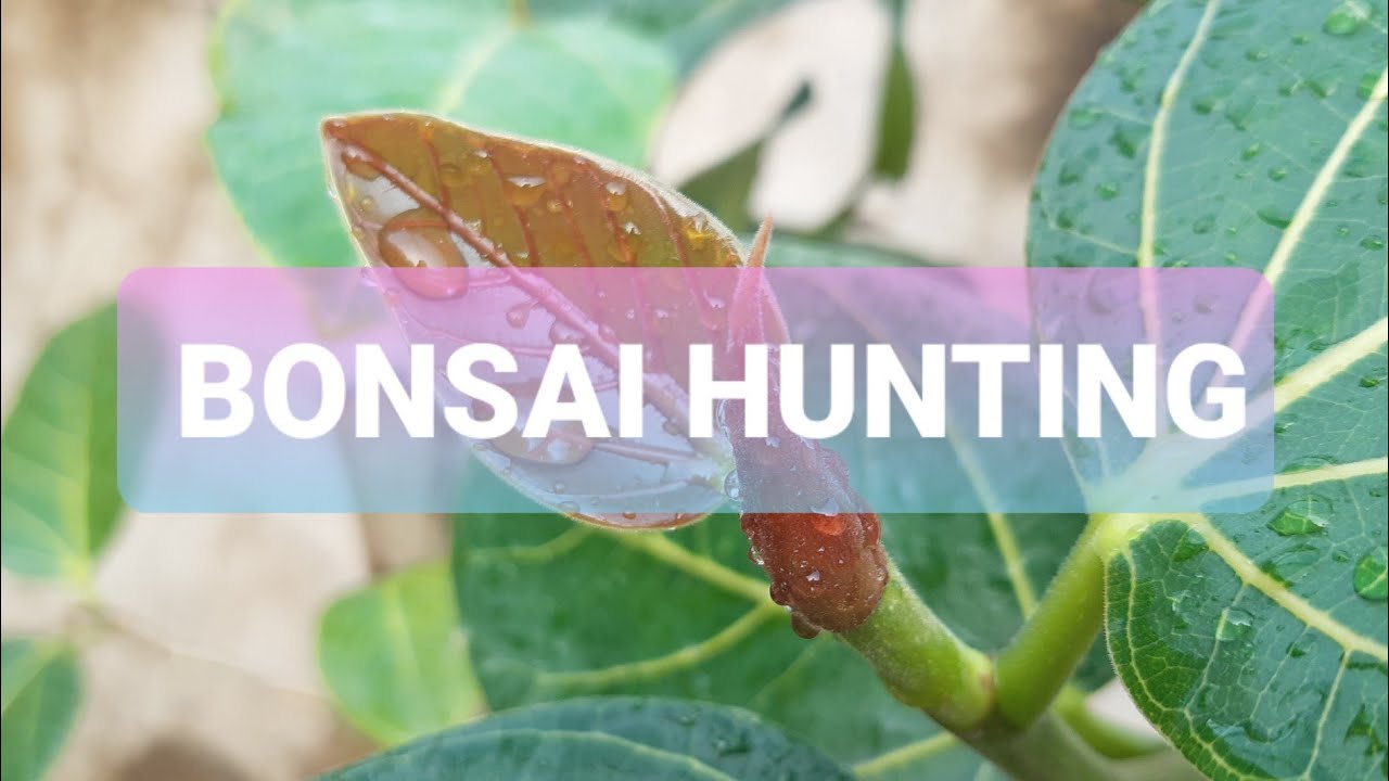 BONSAI HUNTING( banyan tree) big ficus Bonsai hunting (बरगद ट्री ...