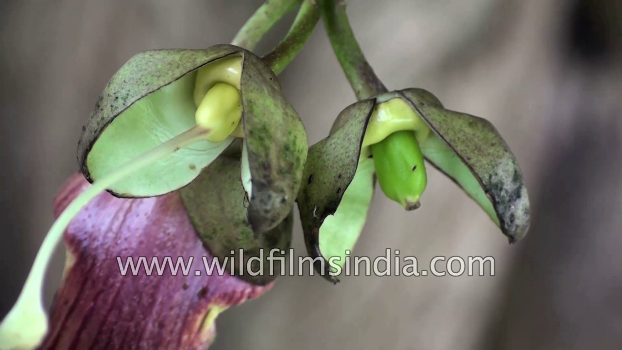 Calabash, a medical plant in India - YouTube
