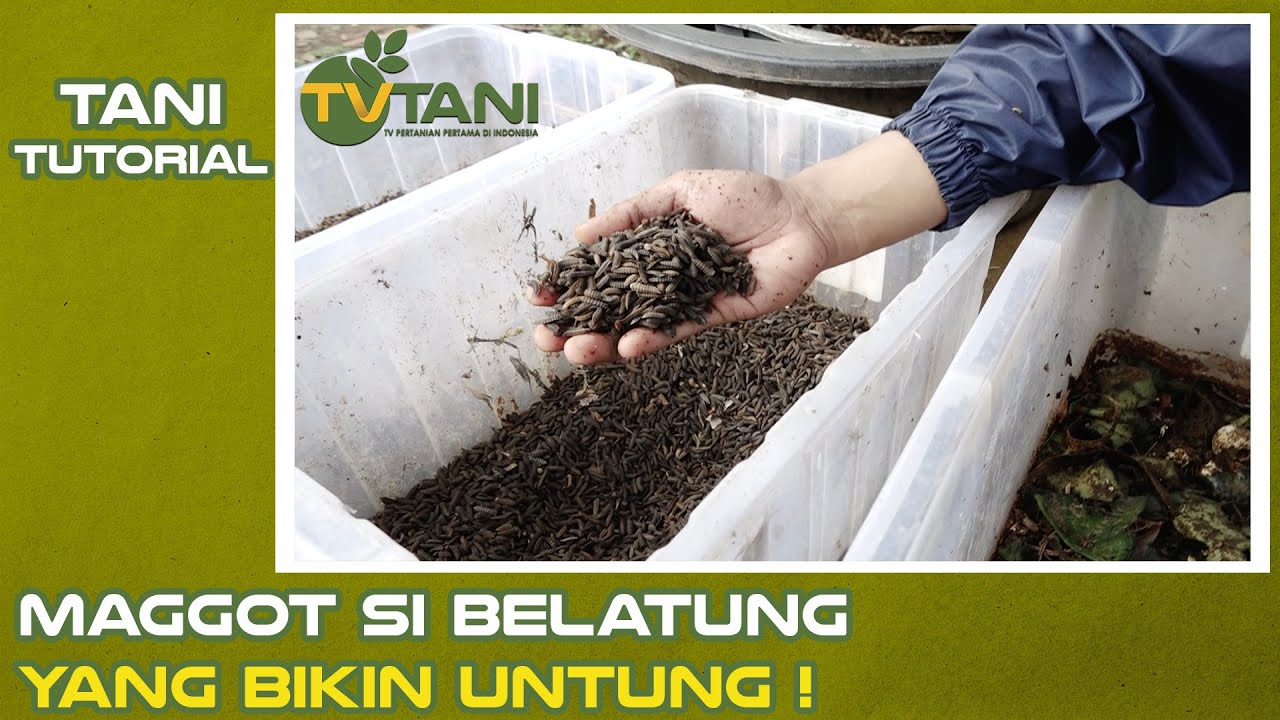 Maggot Si Belatung Yang Bikin Untung - YouTube