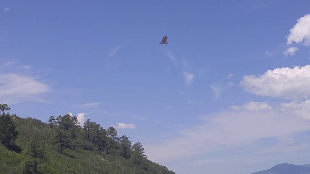 Condor in Colorado - YouTube