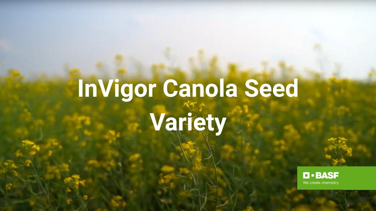 Which 2022 BASF Canola Hybrids Are Best for Your Farm? - YouTube