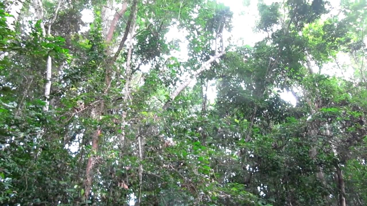 Ankasa Rainforest - YouTube