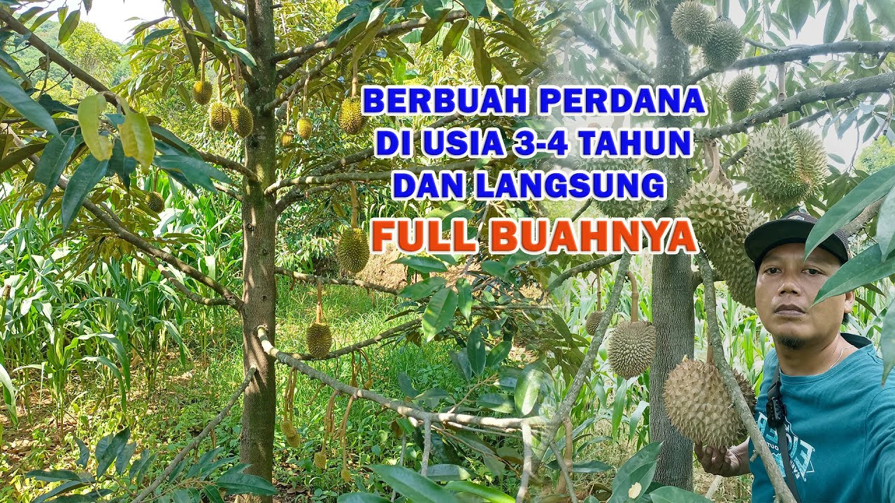 Tengok perkembangan bunga dan bakal buah durian di kebun usia 3 - 4 ...