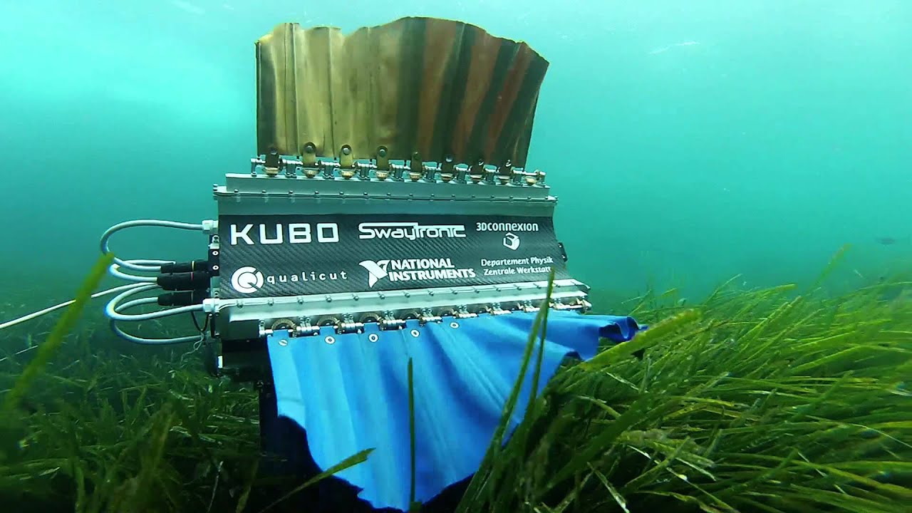 Sepios - Undulating fin robot diving in the sea of France - YouTube