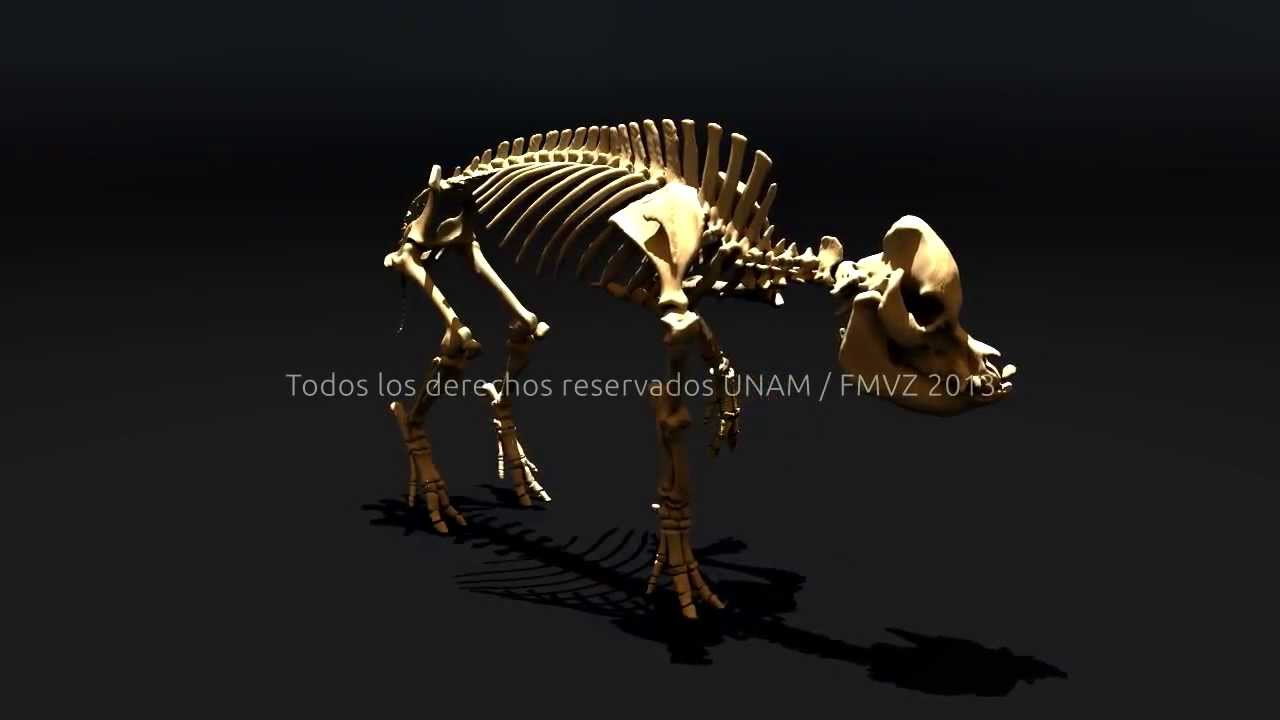 Cerdo Tridimensional, 3D pig, maya pig rigging, anatomía veterinaria ...