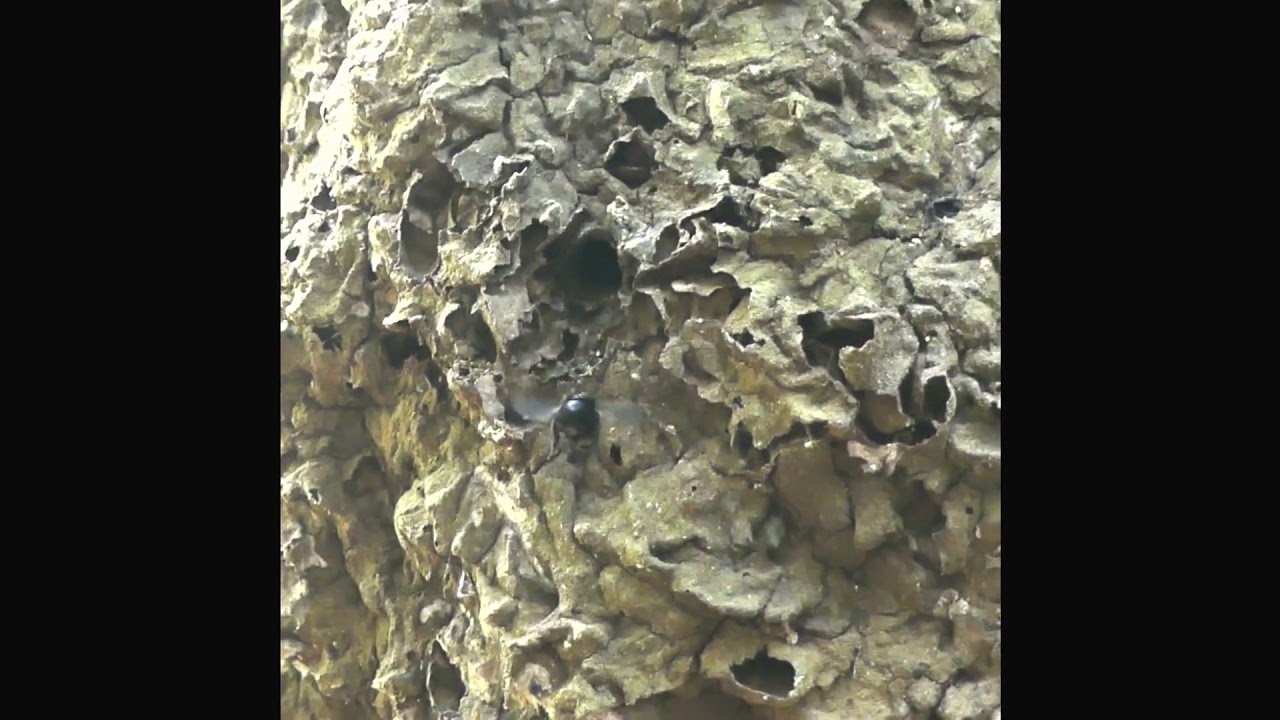 First ever video of the male of Wallace's Giant Bee (Megachile pluto ...