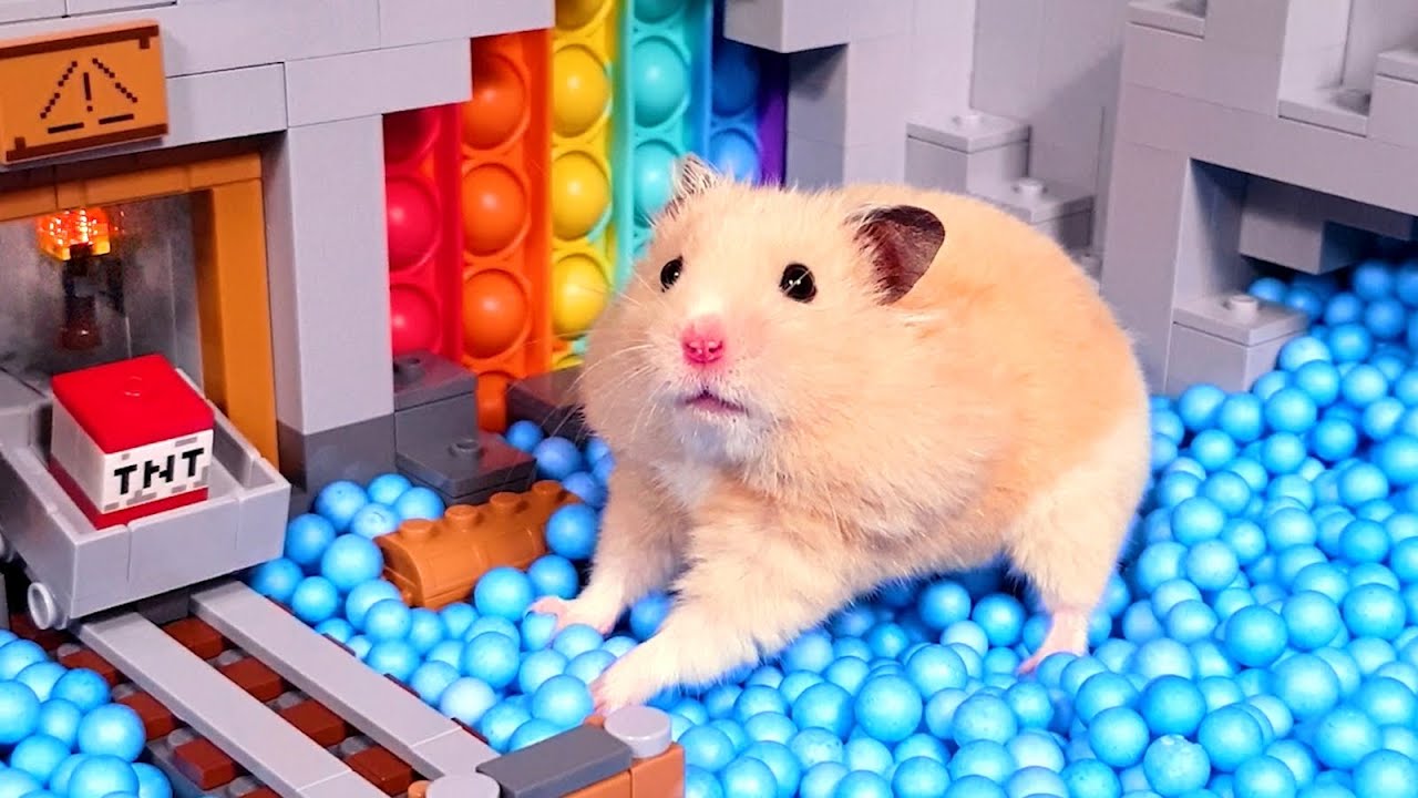 Top 5 CUTEST ADVENTURES with real life HAMSTERS & PETS - YouTube