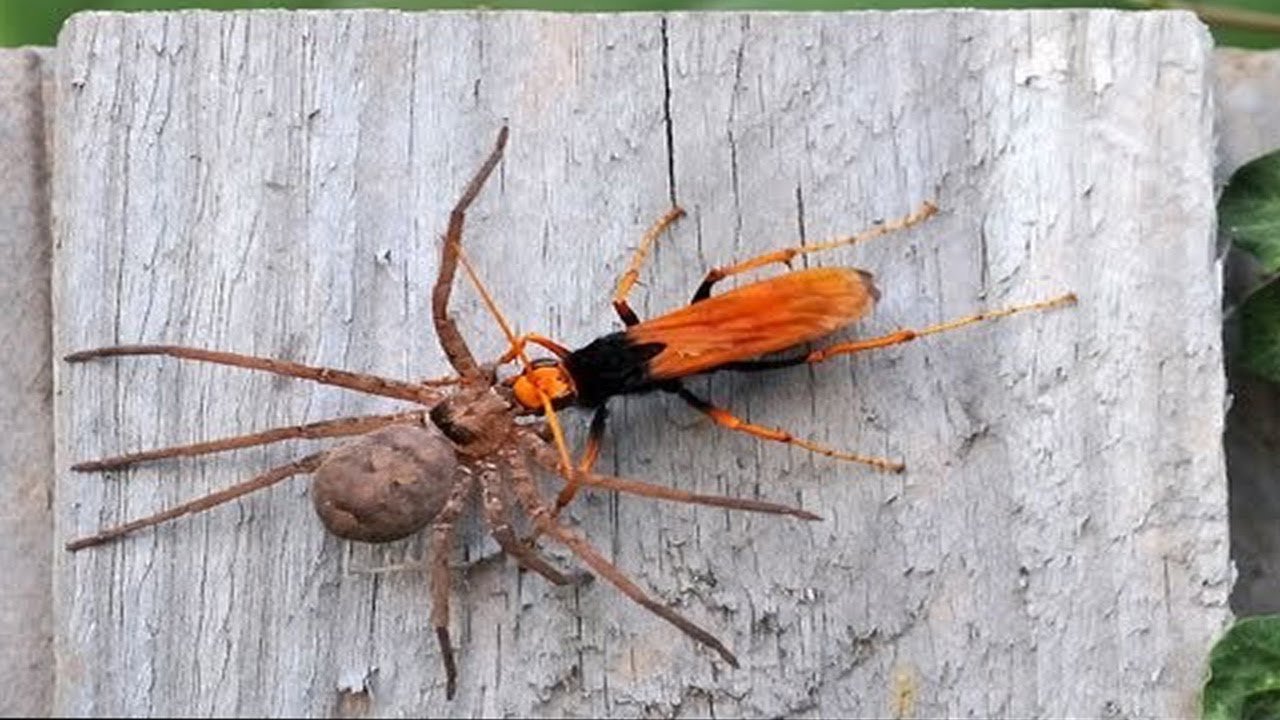 LAS 5 BATALLAS MAS EPICAS ENTRE INSECTOS - YouTube