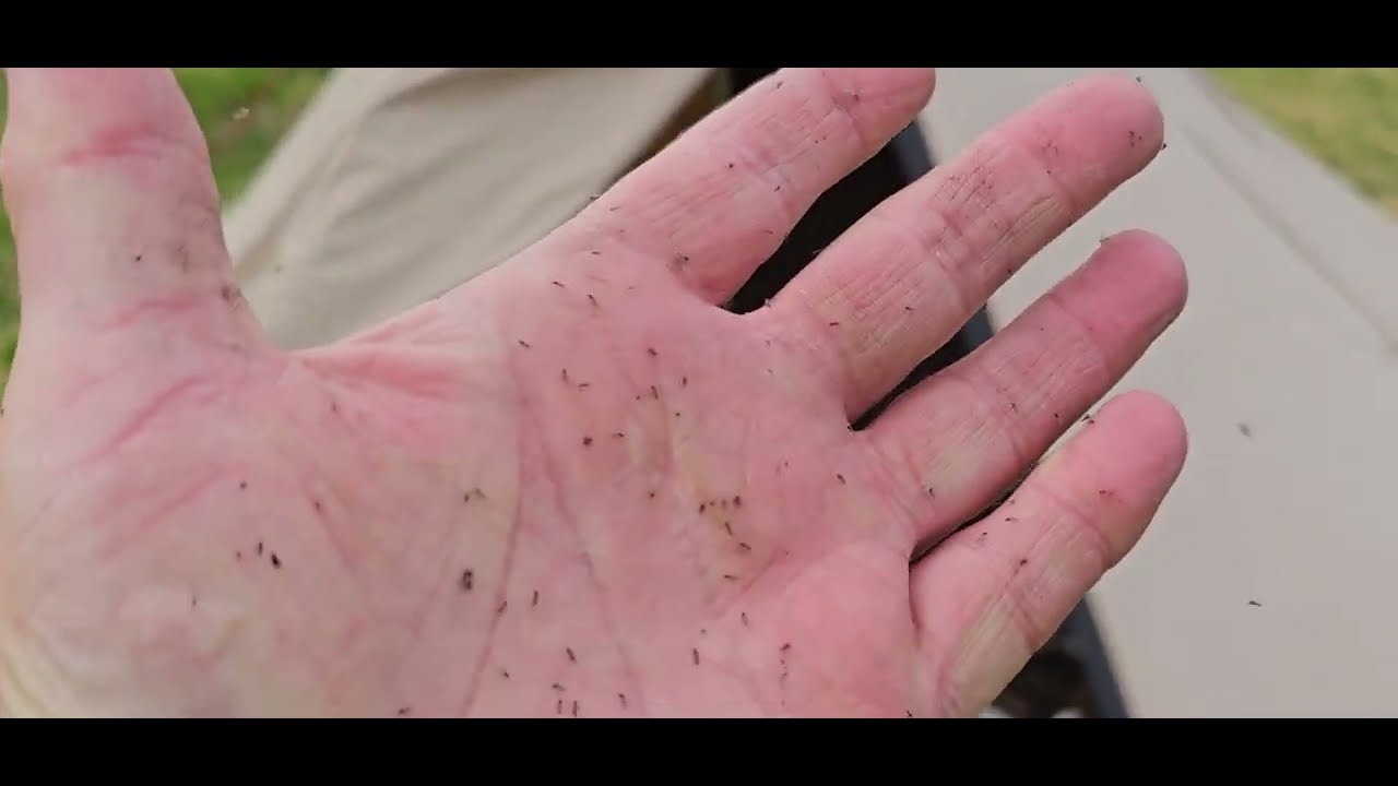 Midge Armageddon, Loch Dochard (May 2023) - YouTube
