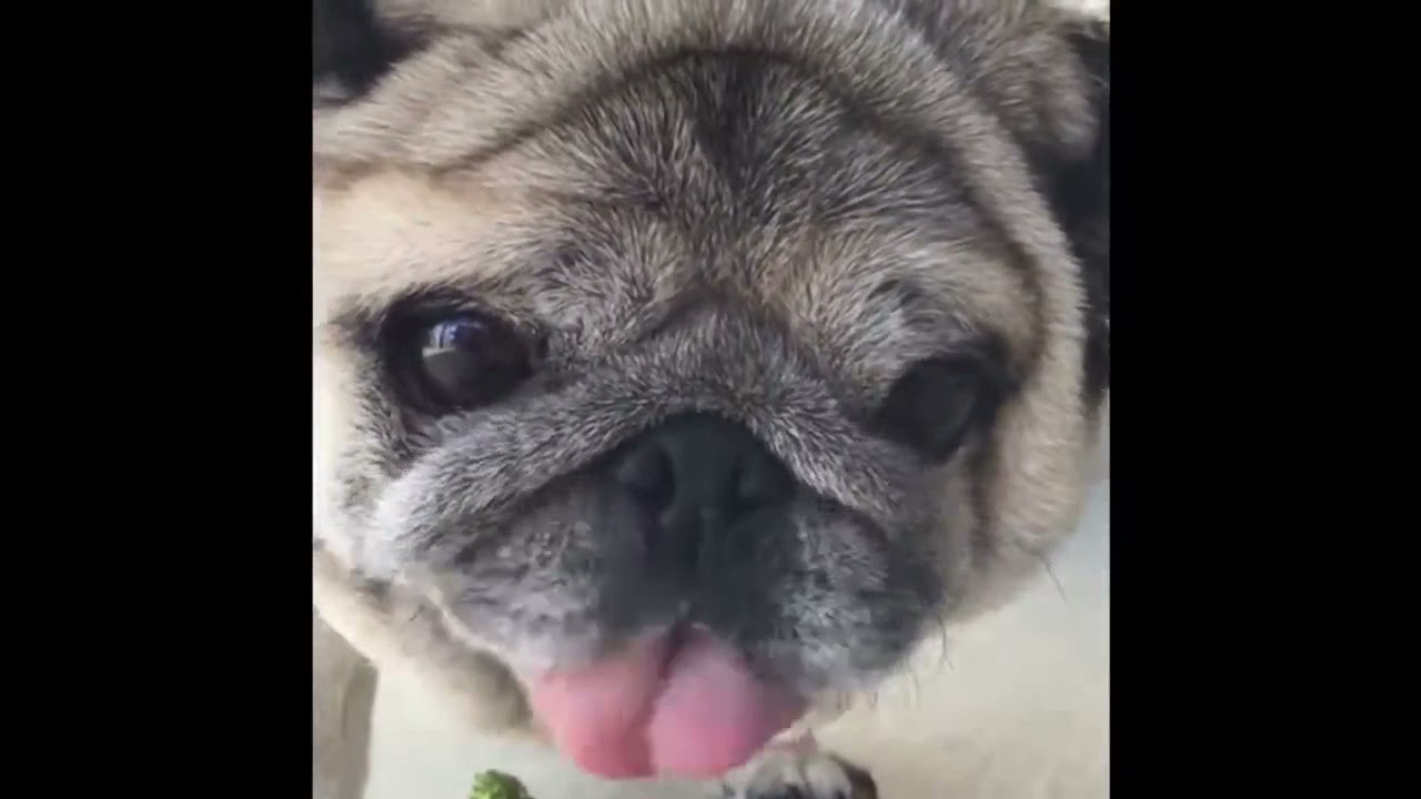 Pug Eats Some Broccoli - YouTube