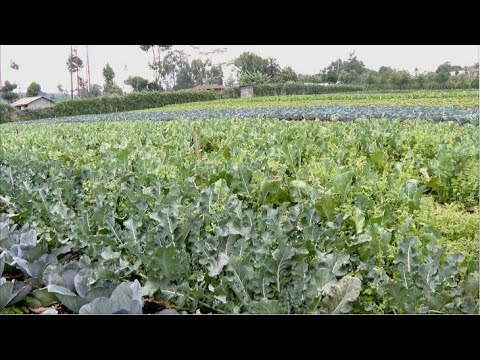 Grow Smart: The Ultimate Guide to Mixed Vegetable Farming - YouTube