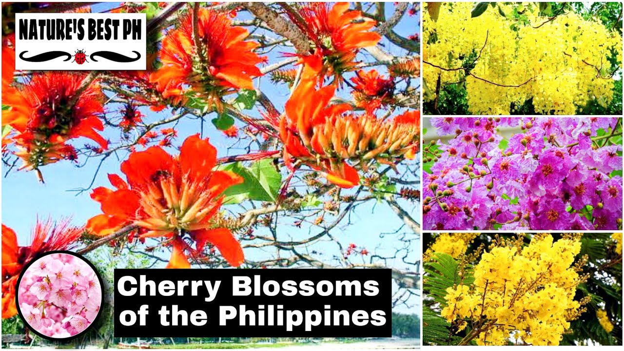 Top 10 Ornamental Trees In The Philippines Cherry Blossom Of The