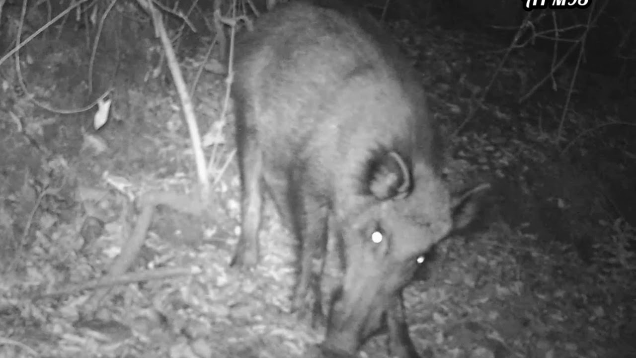 Jabalí / Wild boar. Barcelona metropolitan area. 29-Jun-2020. - YouTube