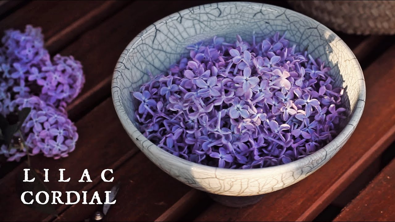 Purple Lilac Cordial & Syrup | Food from the forest, a foraging diary ...