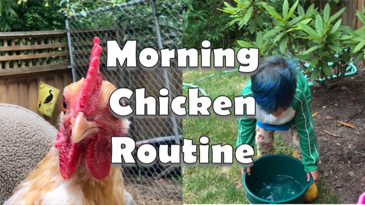 Morning Chicken Routine! - YouTube