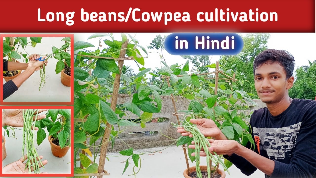 Green long beans cultivation in Hindi || Cowpea cultivation in your ...