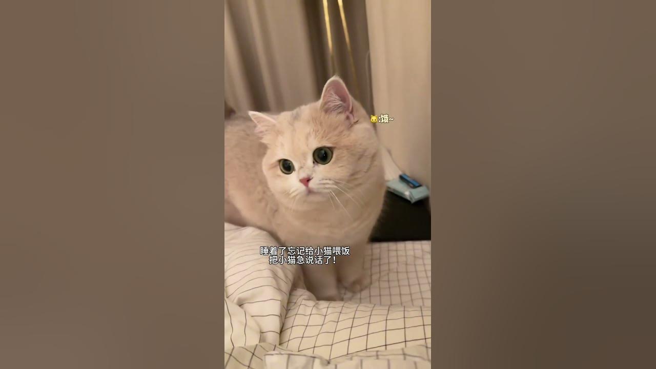 薄荷猫猫甜不甜】睡着了忘记给小猫喂饭 把小猫急说话了 我和我的猫 仙女猫 萌宠猫咪 如果能听到猫猫的心声 Youtube