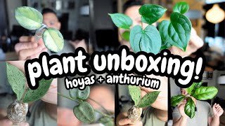 i'm sick...but I got surprise plants & i need to show you | hoya & anthurium