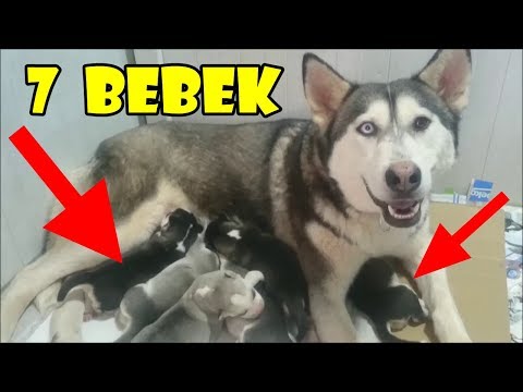 Newborn Siberian Huskies and Puppies - 7 Babies