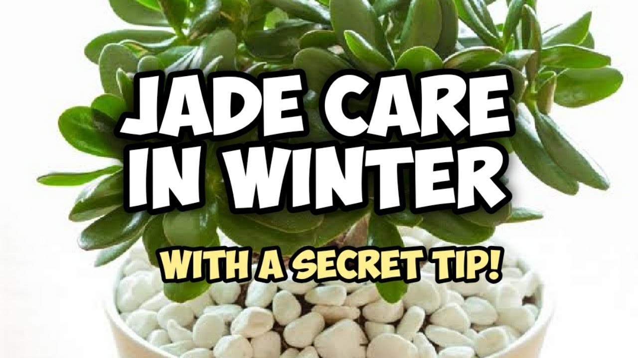 How To Care For Jade Plants In Winter ? | Jade Care for Winter With a ...