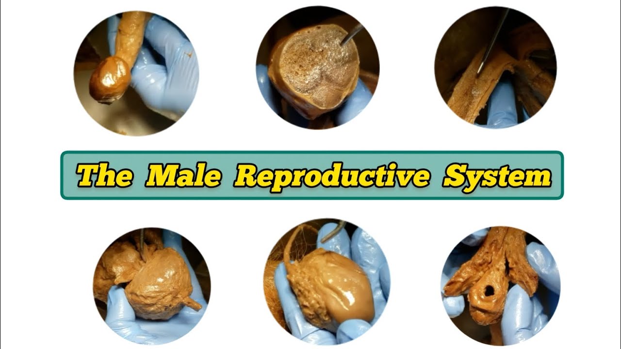The Male Reproductive System 2 ️ Penis , Scrotum , Epididymis, Urethra ...