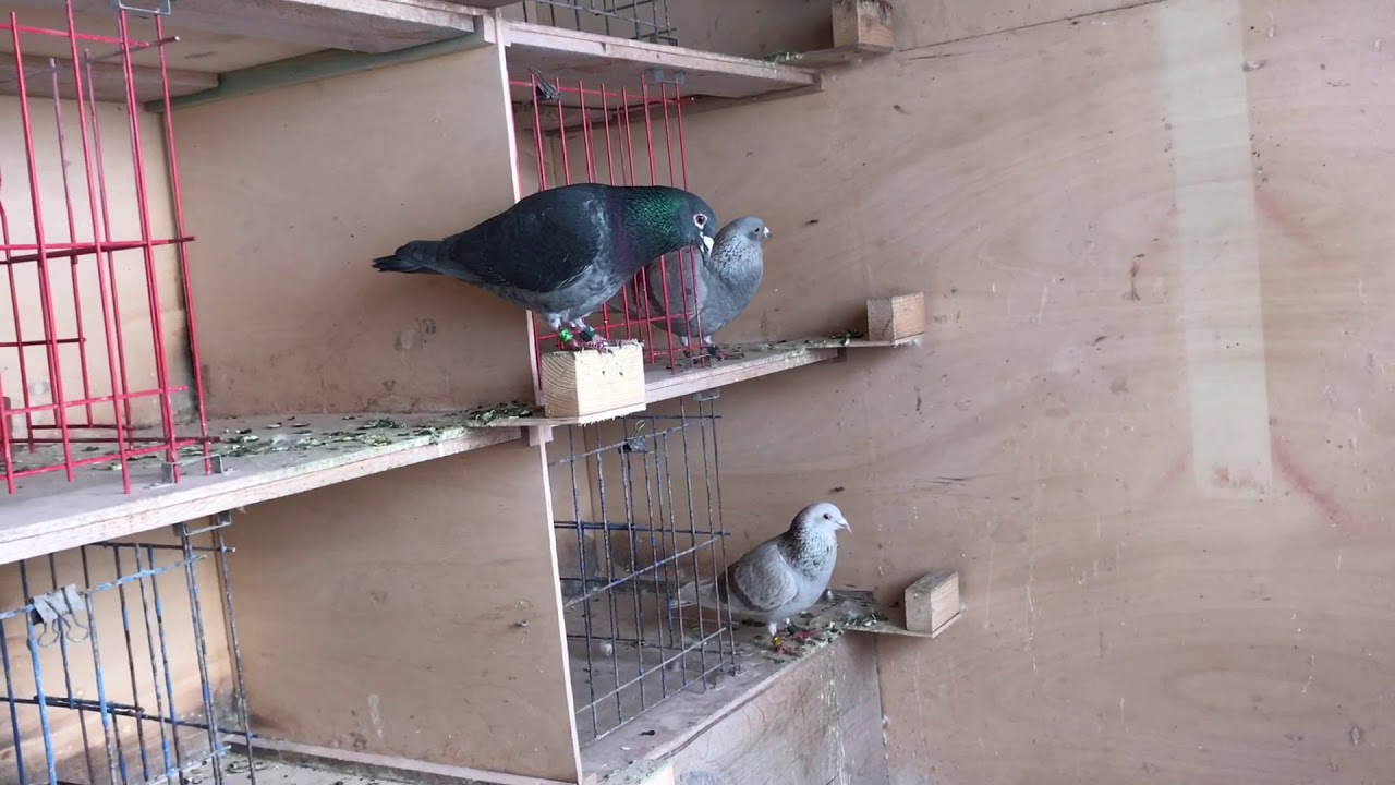 Belgian Racing Pigeons : Youngbirds Training Losses + Progress - YouTube