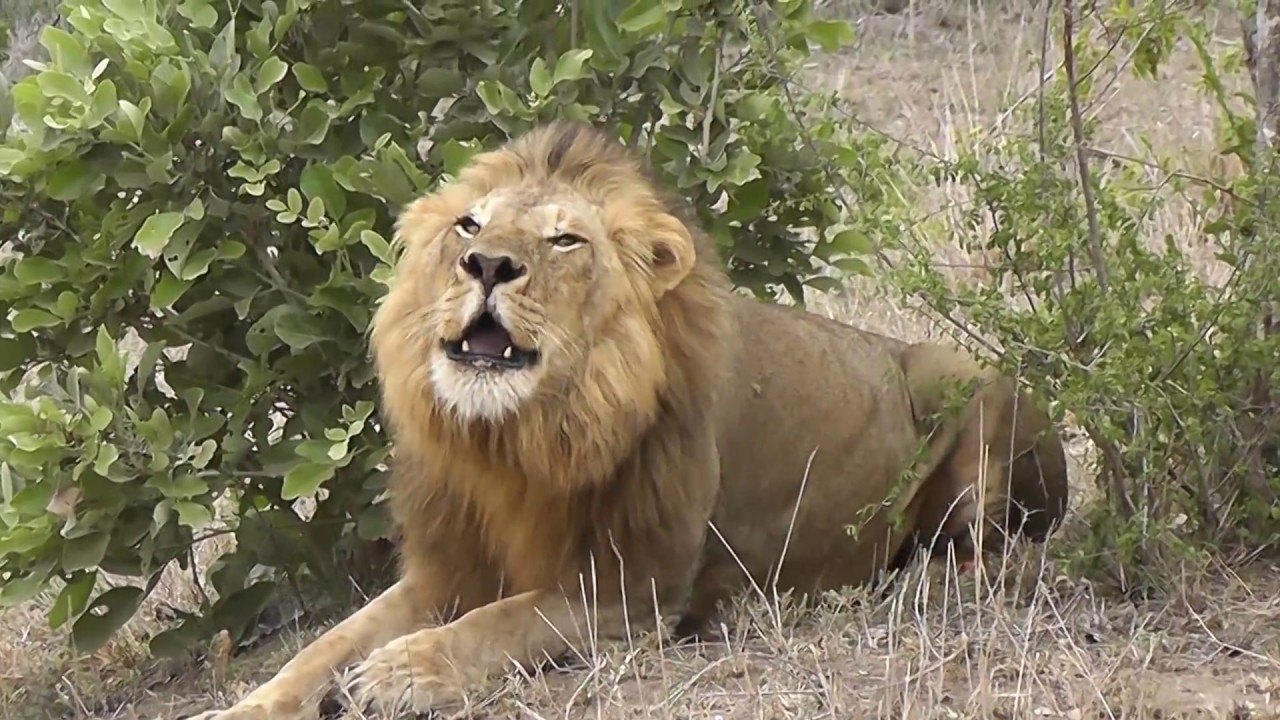 Listen to this Amazing roaring sound From BIG male Lion - YouTube