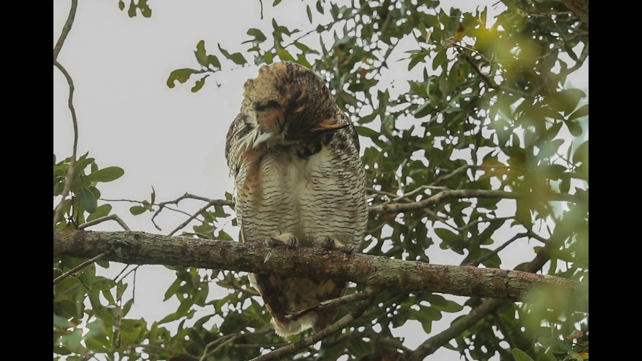 Great Horned owl preening - YouTube