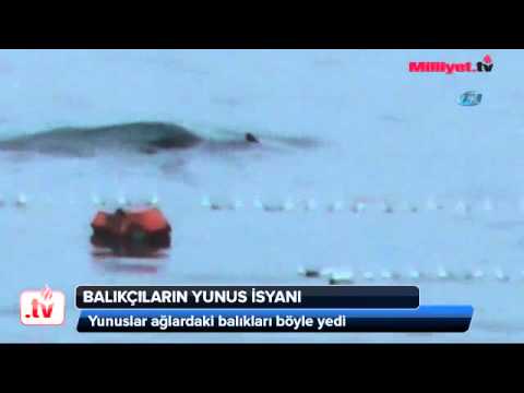 Yunuslar balıklara böyle saldırdı