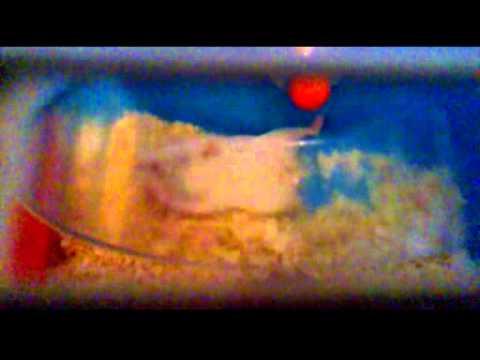 Arctic Hamster - YouTube