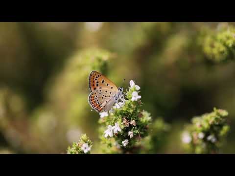 Saklı Cennet Fragman (Hidden Heaven)